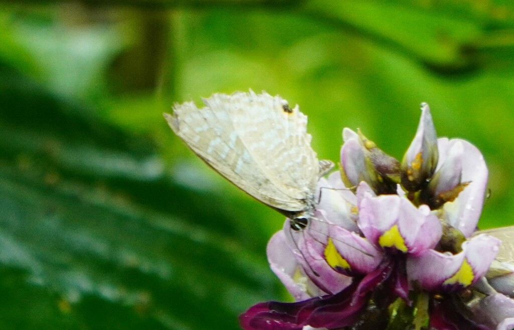 Metallic Cerulean from 香港林村 on November 26, 2022 at 10:46 AM by Queenie ...
