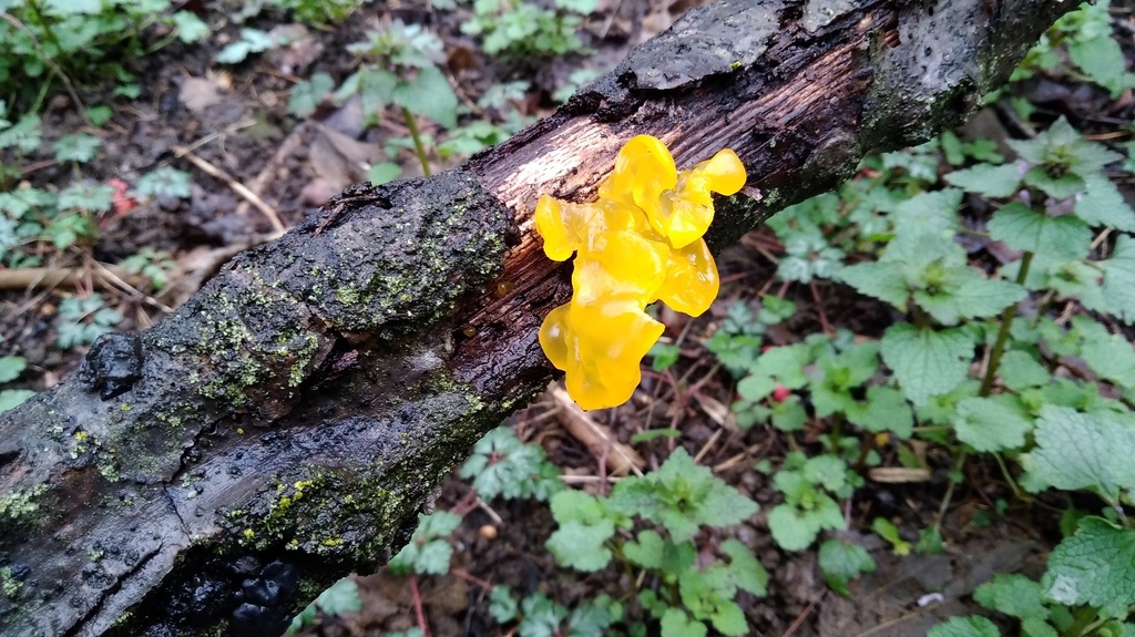 witch's butter from Rondò - Torretta, 20099 Sesto San Giovanni MI ...