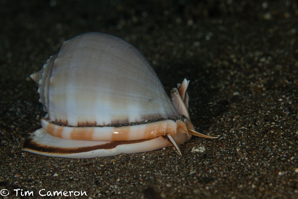 Grey Bonnet Snail from Mabini, Batangas, Philippines on November 25 ...
