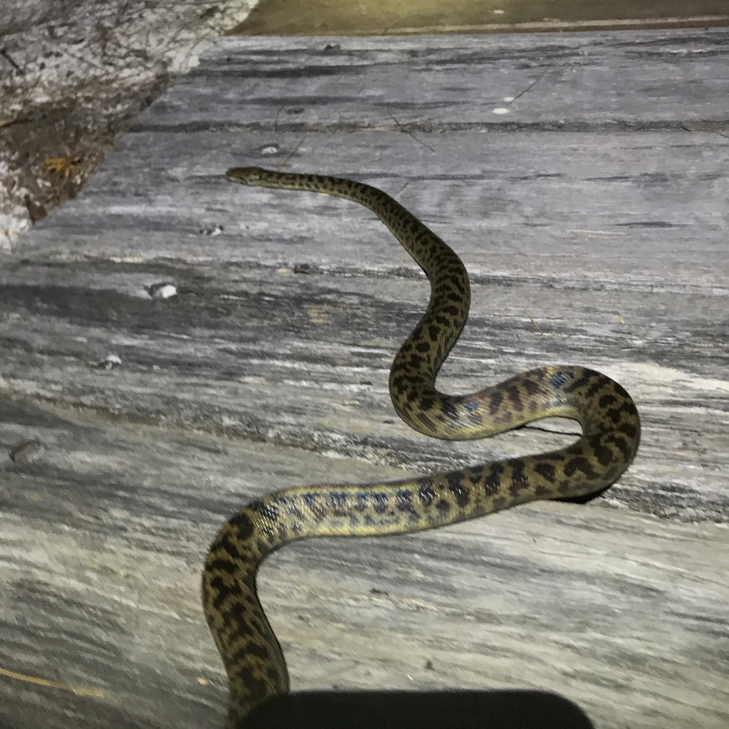 Spotted Python from K'Gari/Fraser Island, River Heads, QLD, AU on ...