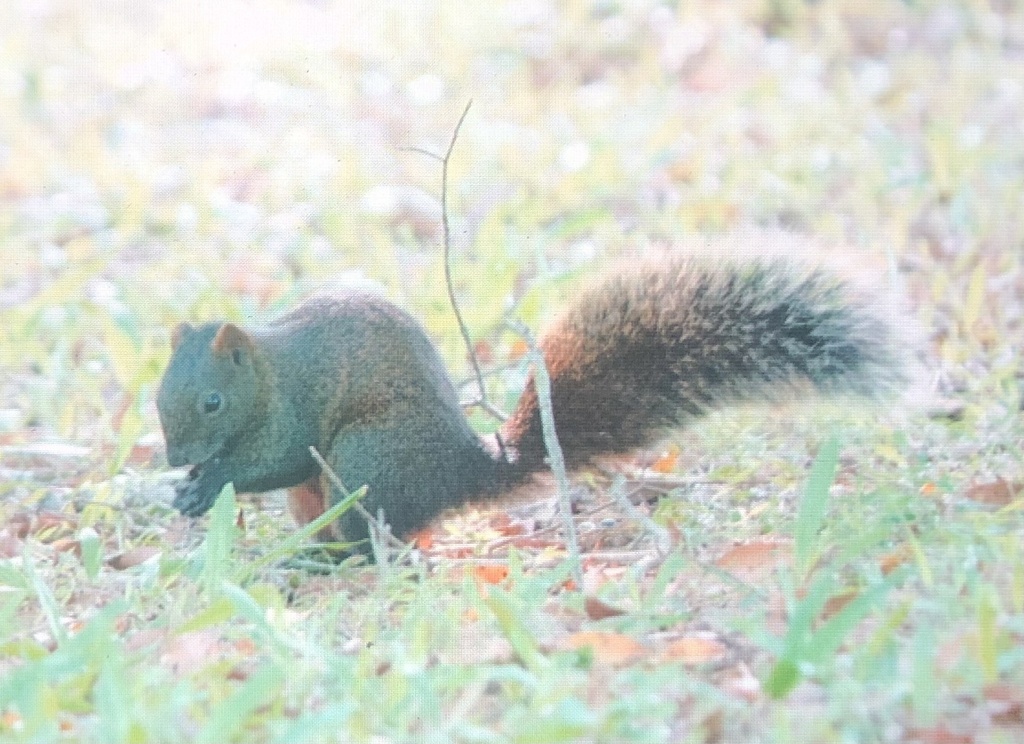 Taiwan Squirrel from 臺中都會公園, 西屯區, TW on November 27, 2022 at 01:14 PM ...