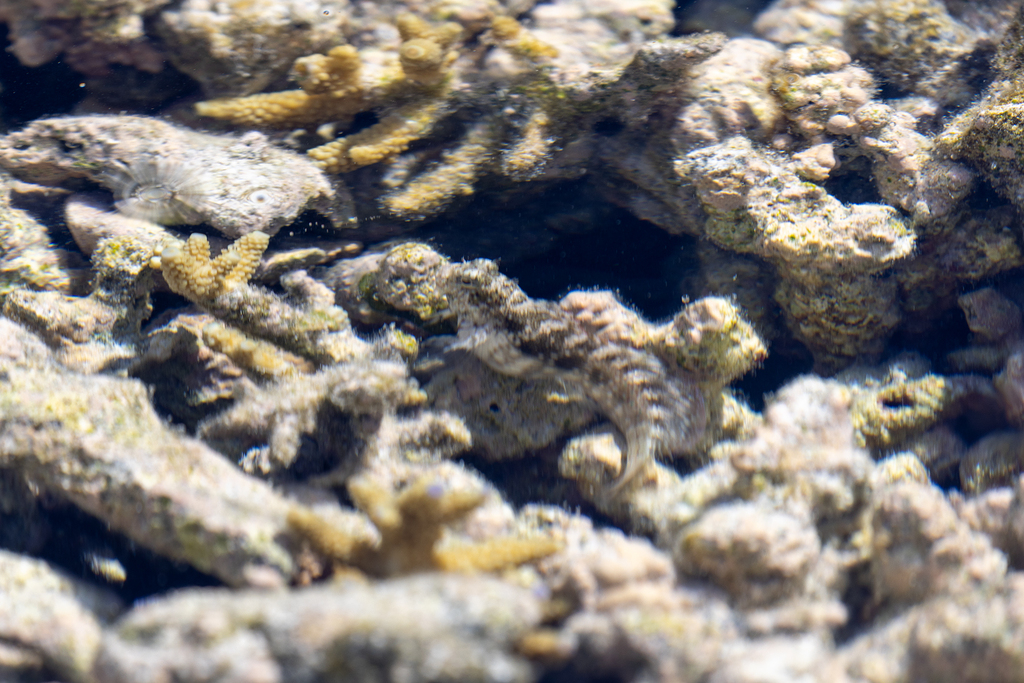 Banded Blenny from Heron Island, Queensland 4805, Australia on November ...