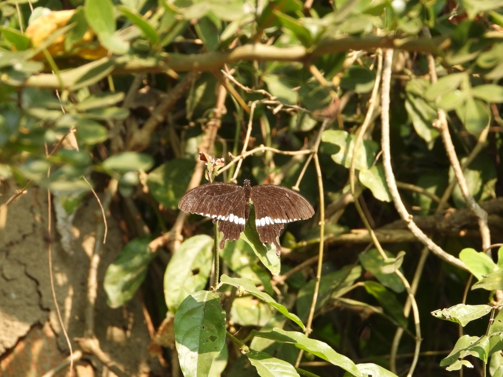 Common Mormon Swallowtail From R83M MH7 Baidyabati Dvc Khal Bird