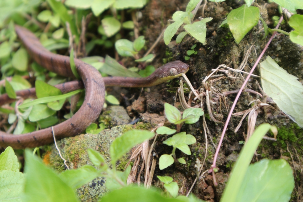 White-spotted Cat Snake in November 2022 by Wildansyah · iNaturalist