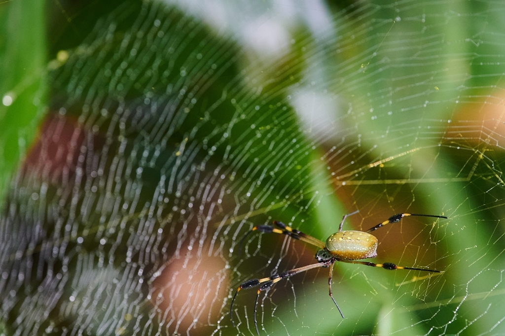 Golden Silk Spider from Donde Cope on February 15, 2022 at 10:33 AM by ...