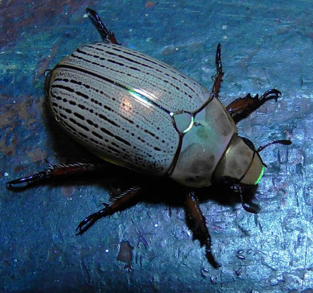 Anoplognathus boisduvalii from Watsonville QLD 4887, Australia on ...