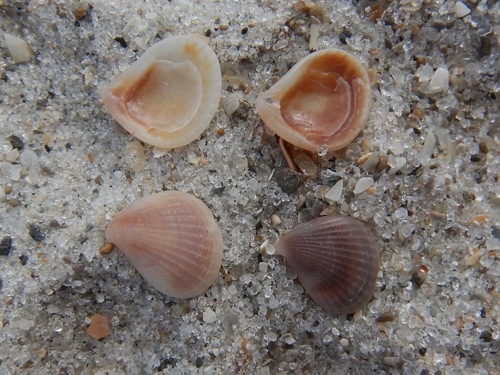 Flat Cardita from Cape Canaveral, FL 32920, USA on November 26, 2022 at ...