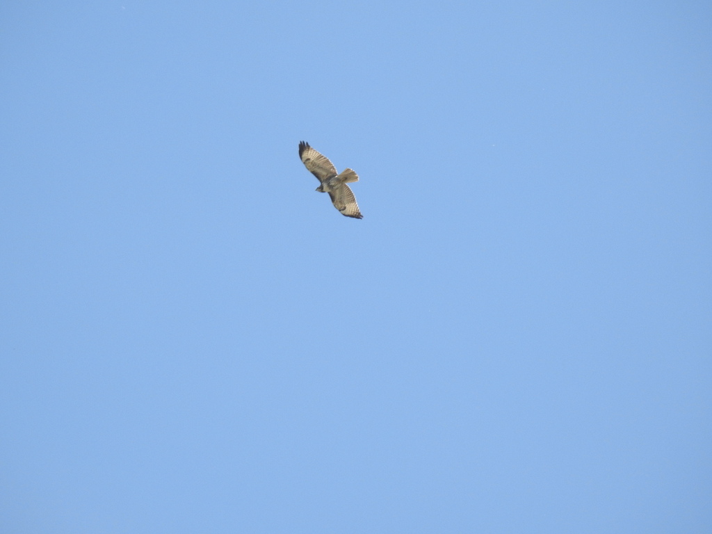 Red-tailed Hawk from 16 de Enero ( El Tesoro ), 16 de Septiembre, 42808 ...