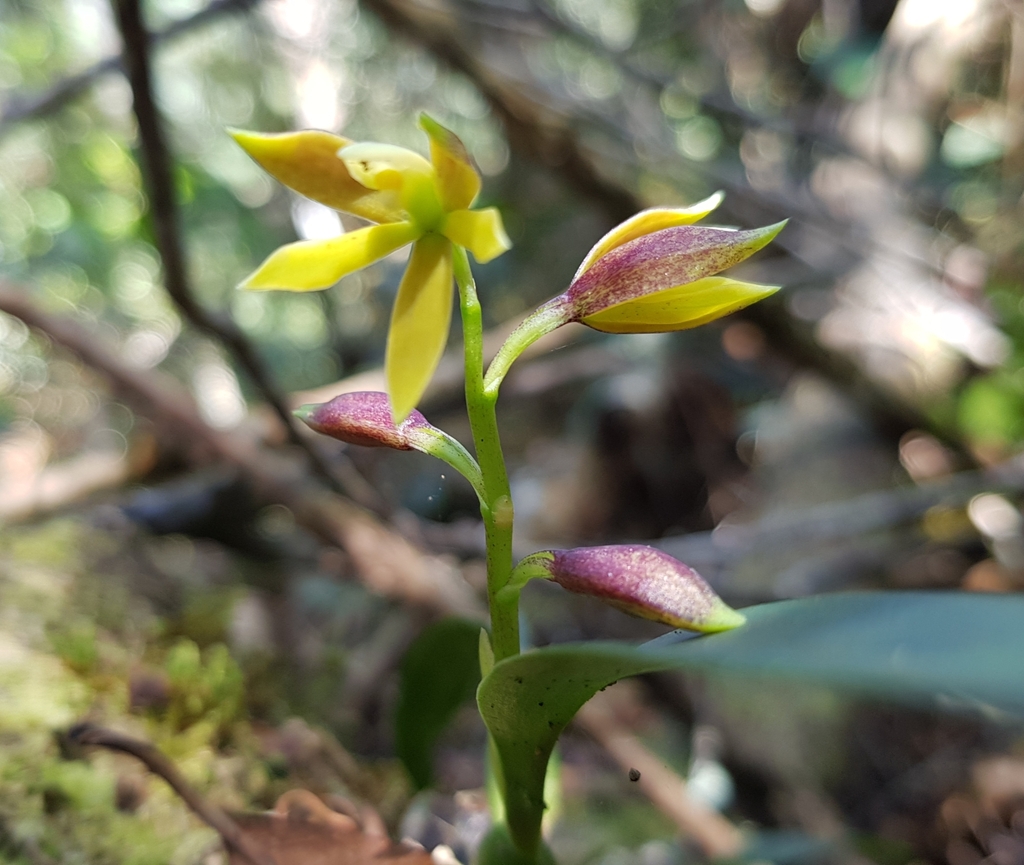 Prosthechea from Santa Teresa, ES, Brasil on October 28, 2022 at 12:33 ...
