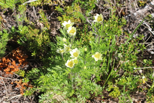 Anemone multifida (Tamango Flora) · iNaturalist