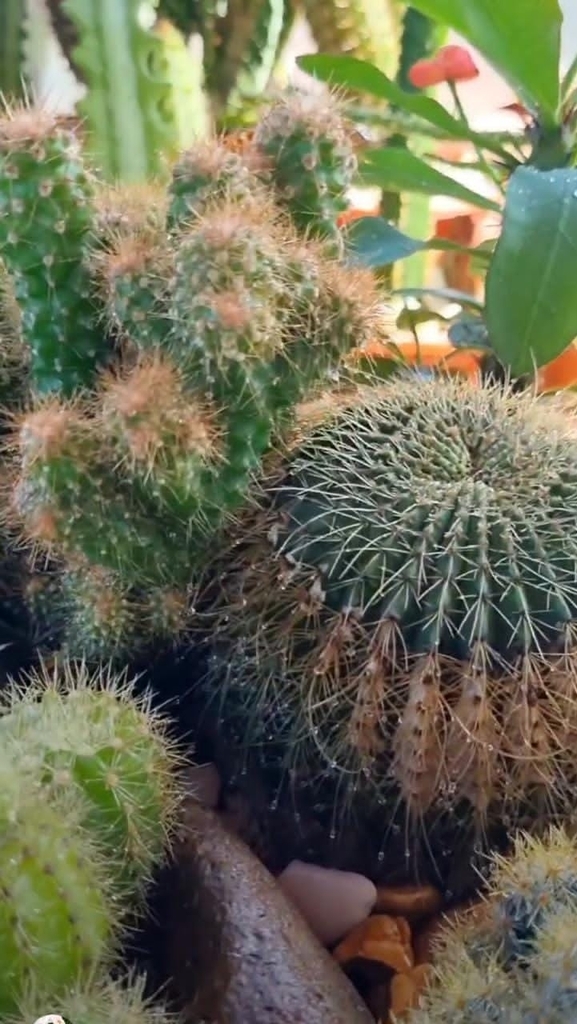 globular cacti, moonlight cacti, torch cacti, and allies from David on ...