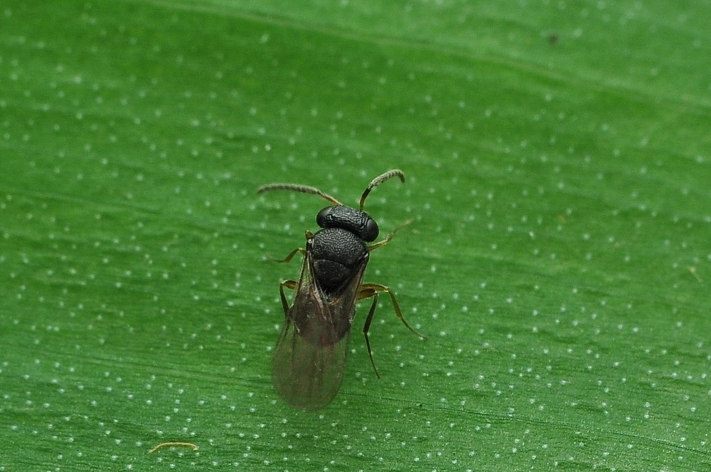 Telenomus chrysopae from 五指山 on November 27, 2022 at 02:31 PM by 邱仲良 ...