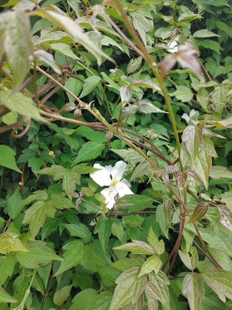 Himalayan clematis from Auckland 2584, New Zealand on November 28, 2022 ...