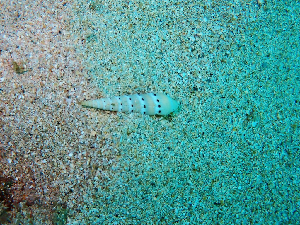 Combed Auger from Point Panic on November 26, 2022 at 02:49 PM by ...