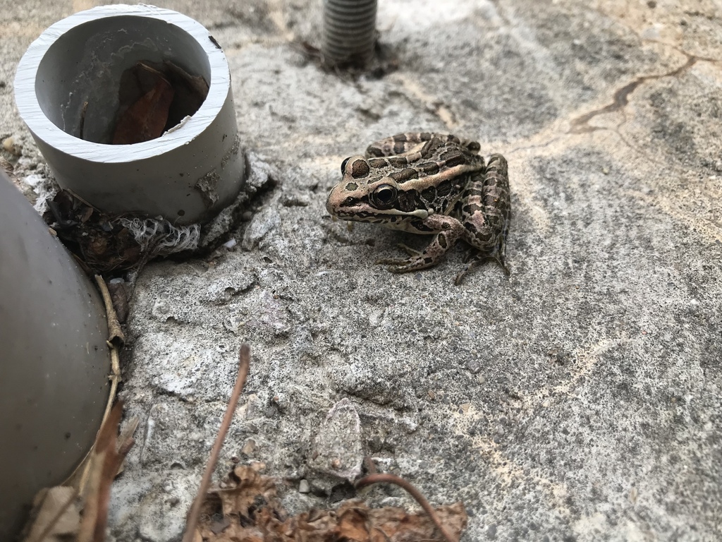 Pickerel Frog from 4600–4614 S Nature Center Way, Springfield, MO, US ...