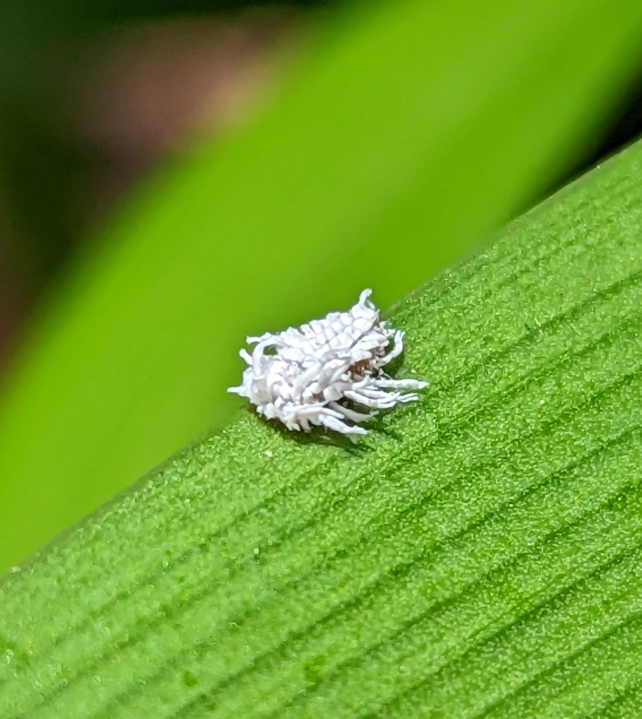 Mealybug Destroyer from Hornsby NSW 2077, Australia on November 28, 2022 at 12:18 PM by Jess ...