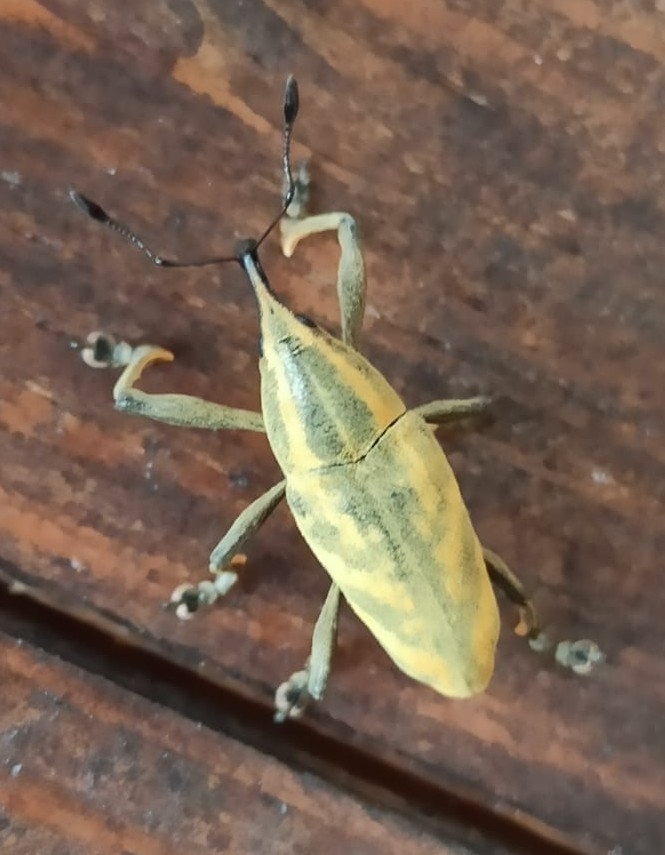 Cholus fusiformis from Lajas Adentro, Panamá on November 27, 2022 at 11 ...