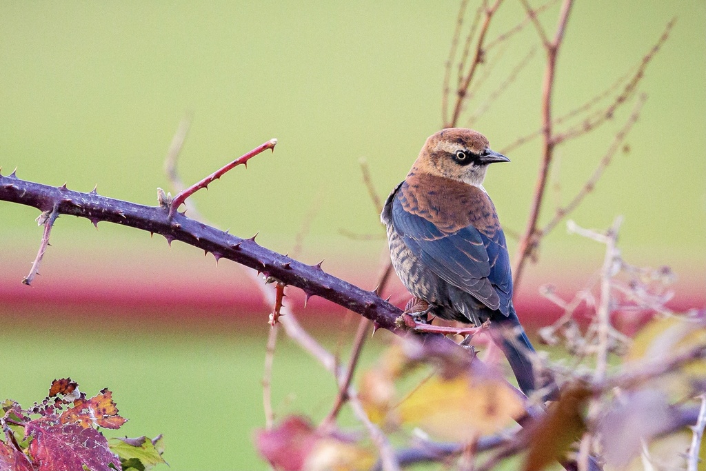 Rusty Blackbird from Wireless Rd, Astoria, OR, US on November 27, 2022 ...