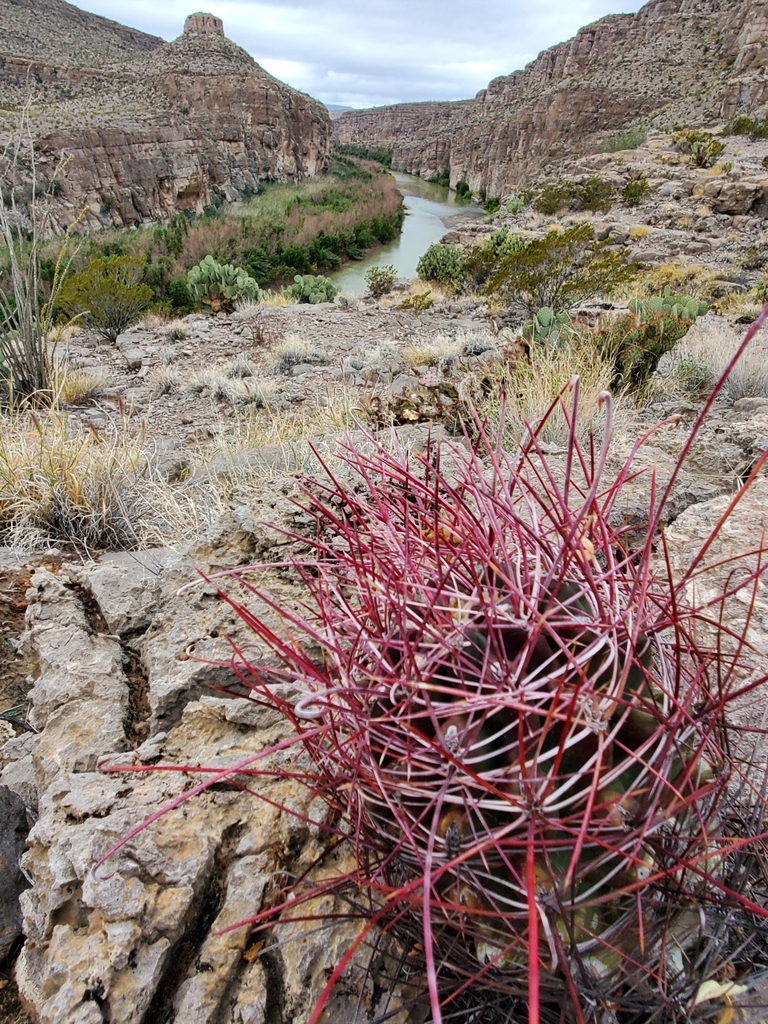 Hamatocactus hamatacanthus hamatacanthus from Big Bend National Park ...