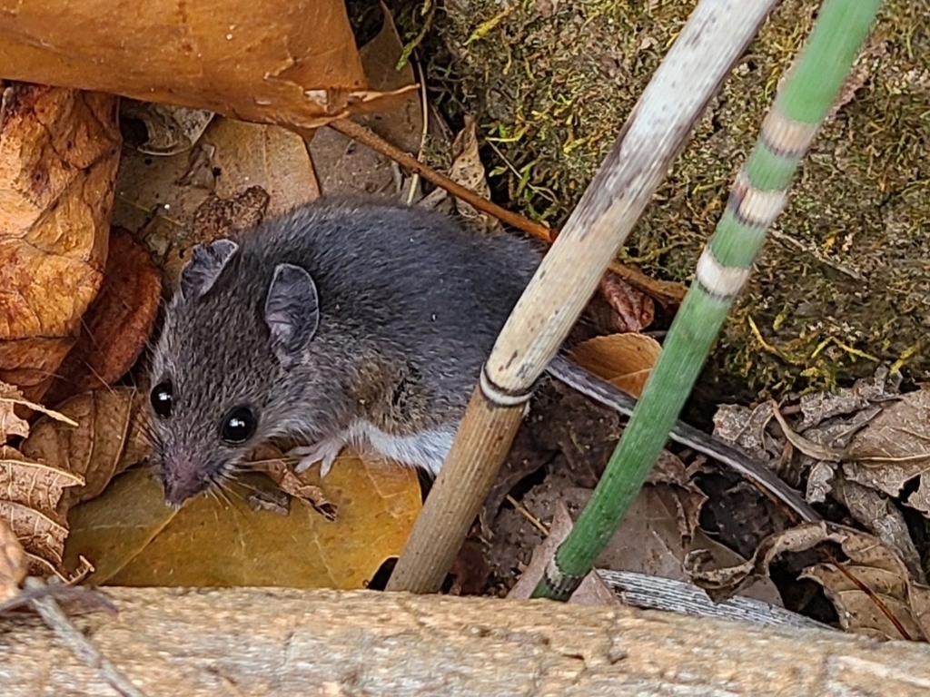White-footed Mouse in November 2022 by Lincoln Durey · iNaturalist