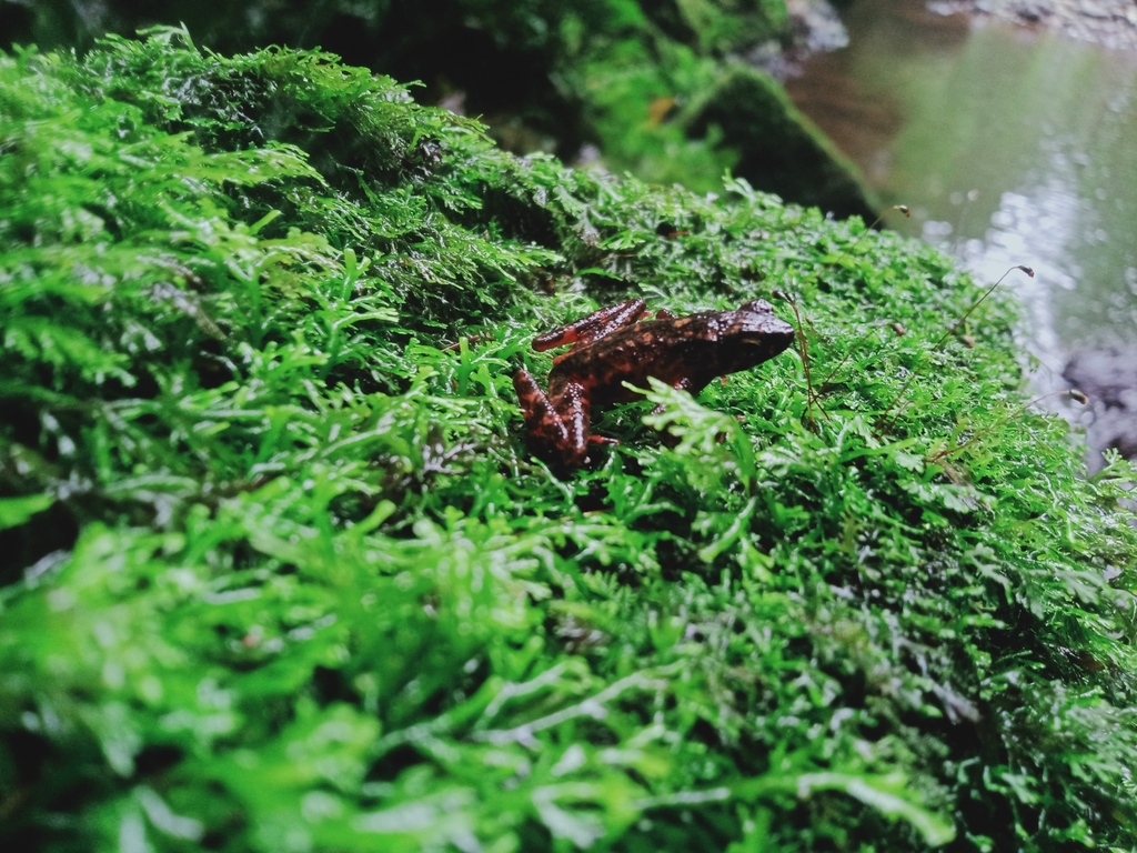 Bleeding Toad in November 2022 by Wildansyah · iNaturalist