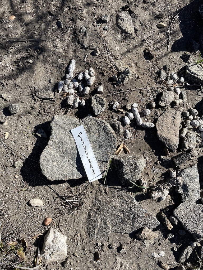 Bobcat from Cleveland National Forest, Campo, CA, US on November 26 ...
