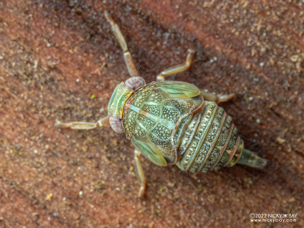 Issid Planthoppers from Rifle Range Road, Singapore on November 14 ...