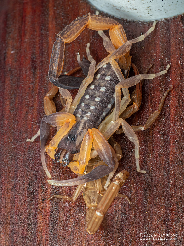 Lychas scutilus from Rifle Range Road, Singapore on November 14, 2022 ...