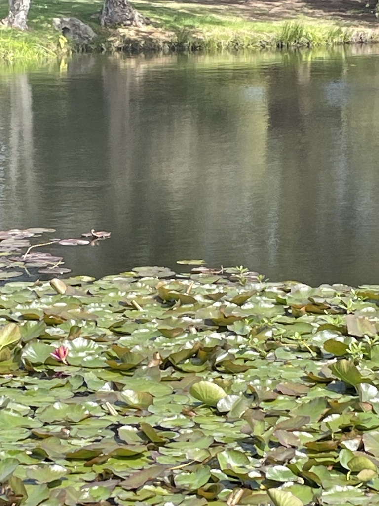 Grass Carp from Lakeside Reserve, Orewa, Auckland, NZ on October 10 ...