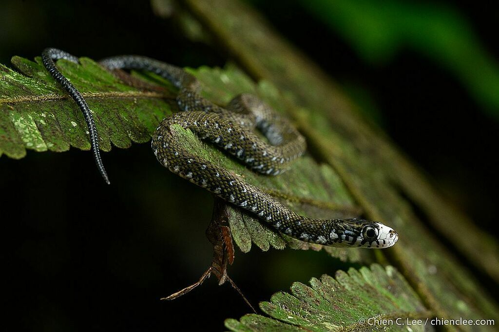 Sabah Keelback in August 2022 by Chien Lee · iNaturalist