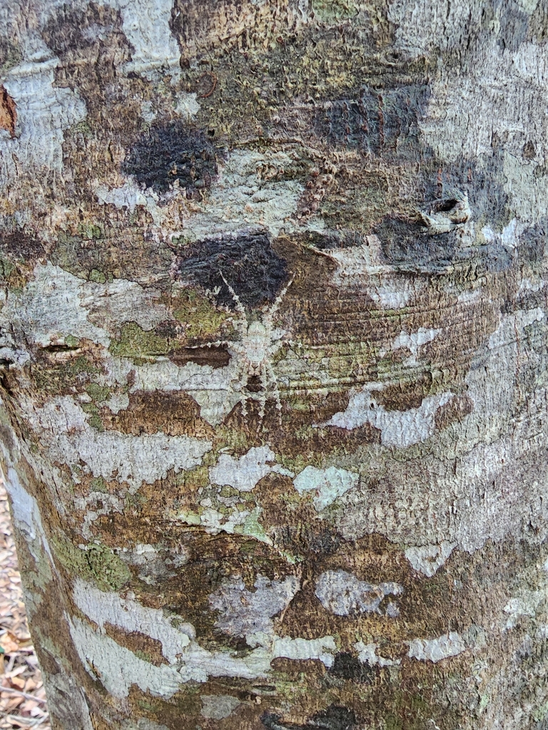 Australian Lichen Spider from Kuranda QLD 4881, Australia on November ...