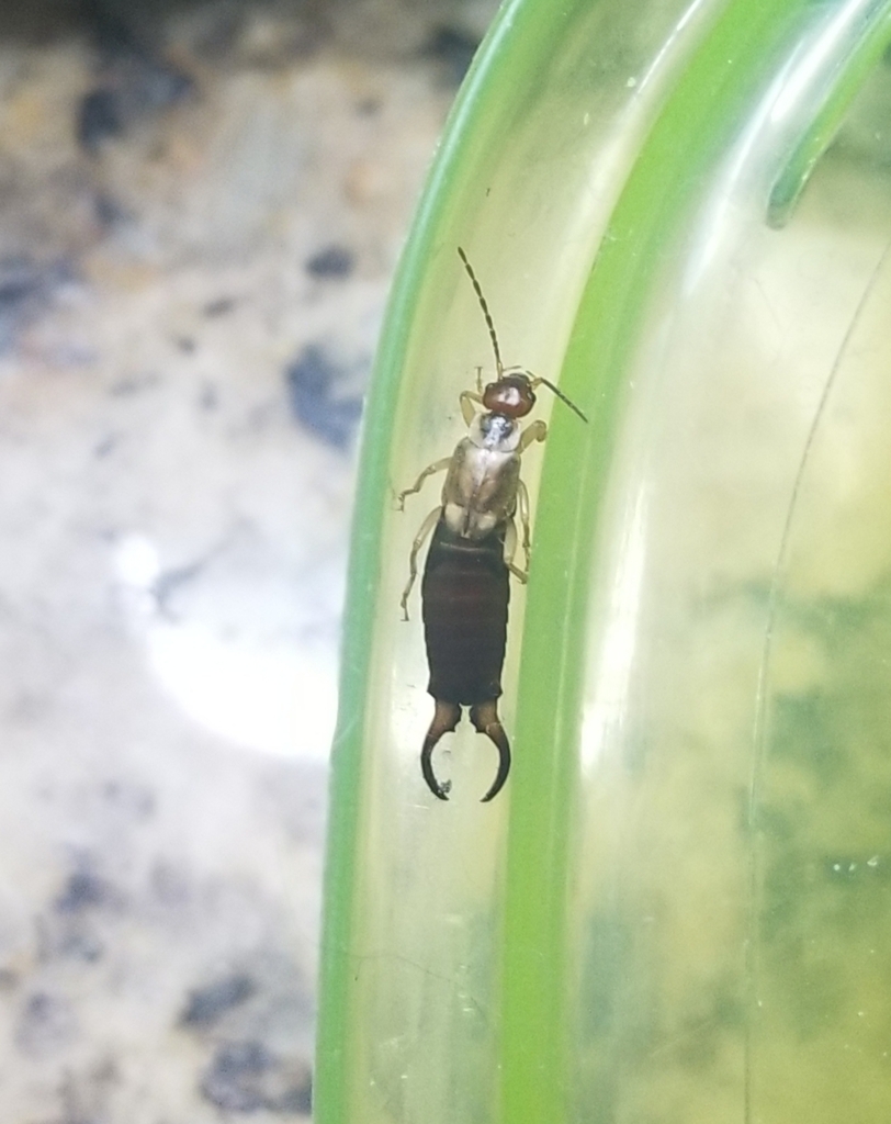 European Earwig from Southeast Portland, Portland, OR, USA on November ...