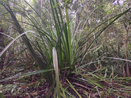 Benstonea saint-johnii · iNaturalist