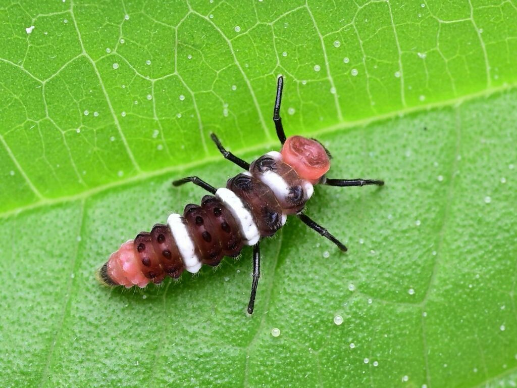 Micraspis yunnanensis from 中国云南省西双版纳傣族自治州勐腊县 on November 28, 2022 at 01 ...