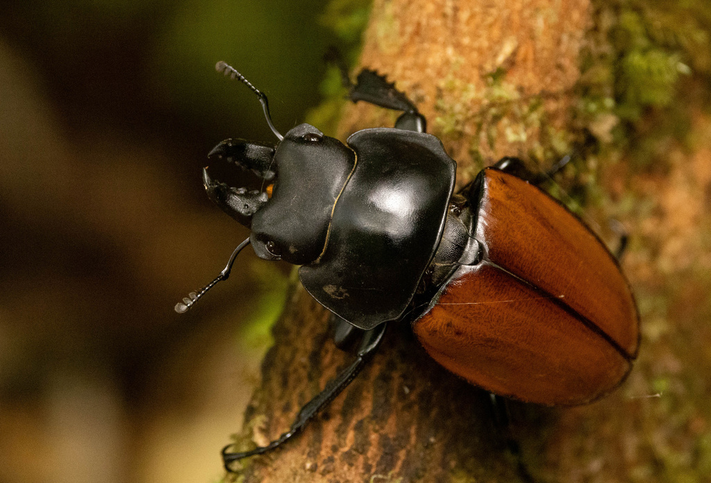Neolucanus from Mang Canh, Kon Plong, Kon Tum, VN on November 28, 2022 ...
