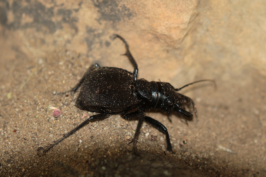 Monster Tiger Beetles from 14, Matabeleland South, ZW on November 17 ...