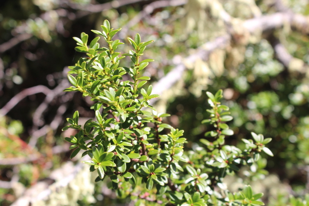 Maiten enano (Tamango Flora) · iNaturalist