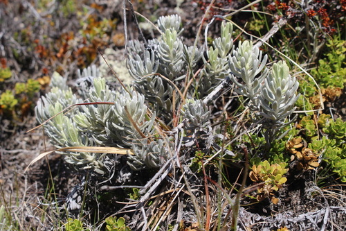 Senecio argyreus (Tamango Flora) · iNaturalist