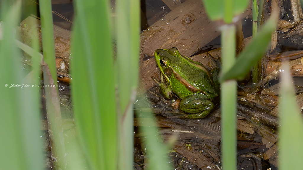 Eastern Golden Frog in April 2021 by Zhou Zichen · iNaturalist