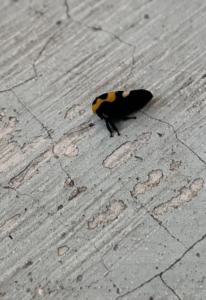 Mexican Treehopper from Calle Jardín de Invierno, Santiago Teyahualco ...