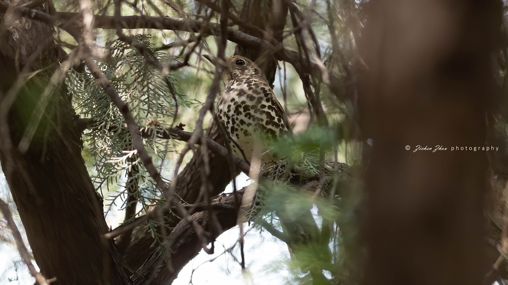 Chinese Thrush from 中国北京市东城区 on May 11, 2021 at 12:20 PM by Zhou Zichen ...