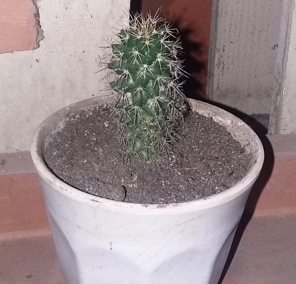 Coryphantha octacantha from Vista Hermosa #1 on November 27, 2022 by ...