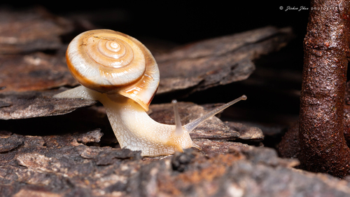 Cathaica fasciola · iNaturalist