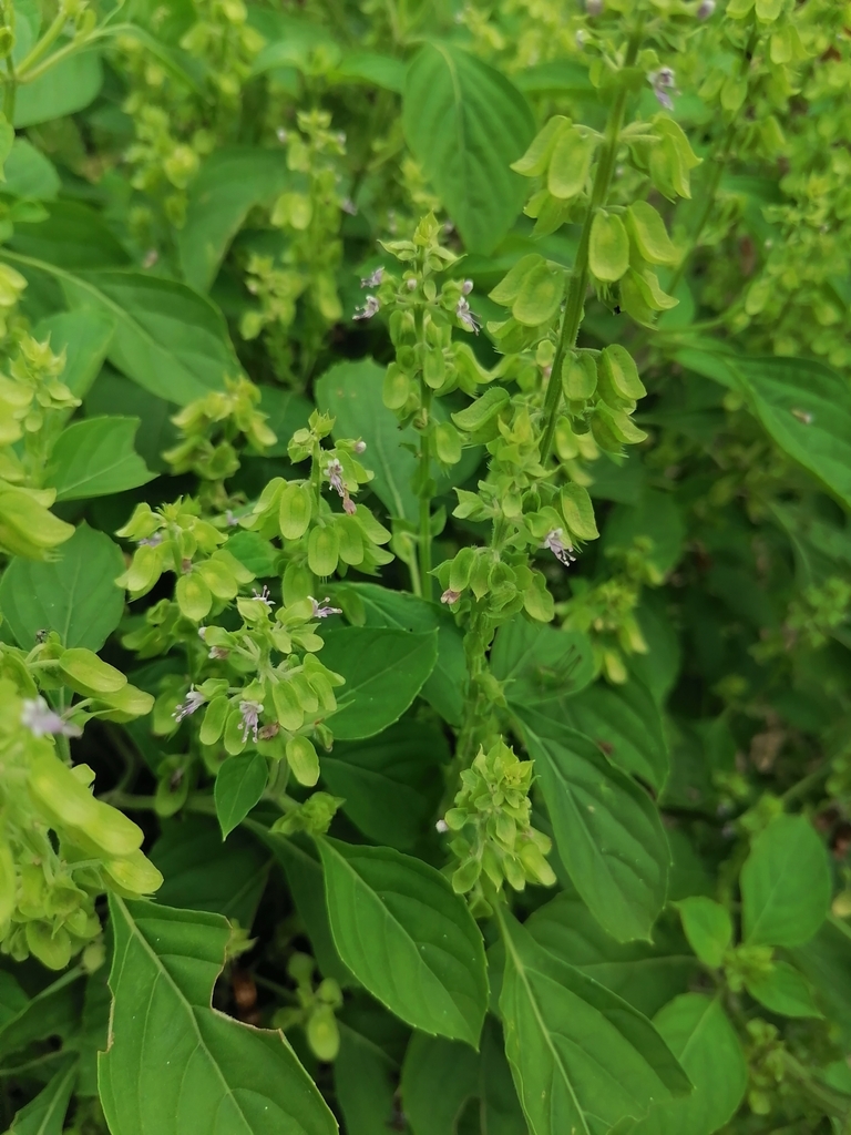 wild sweet basil from Guabíto on November 28, 2022 at 11:16 AM by Mile ...