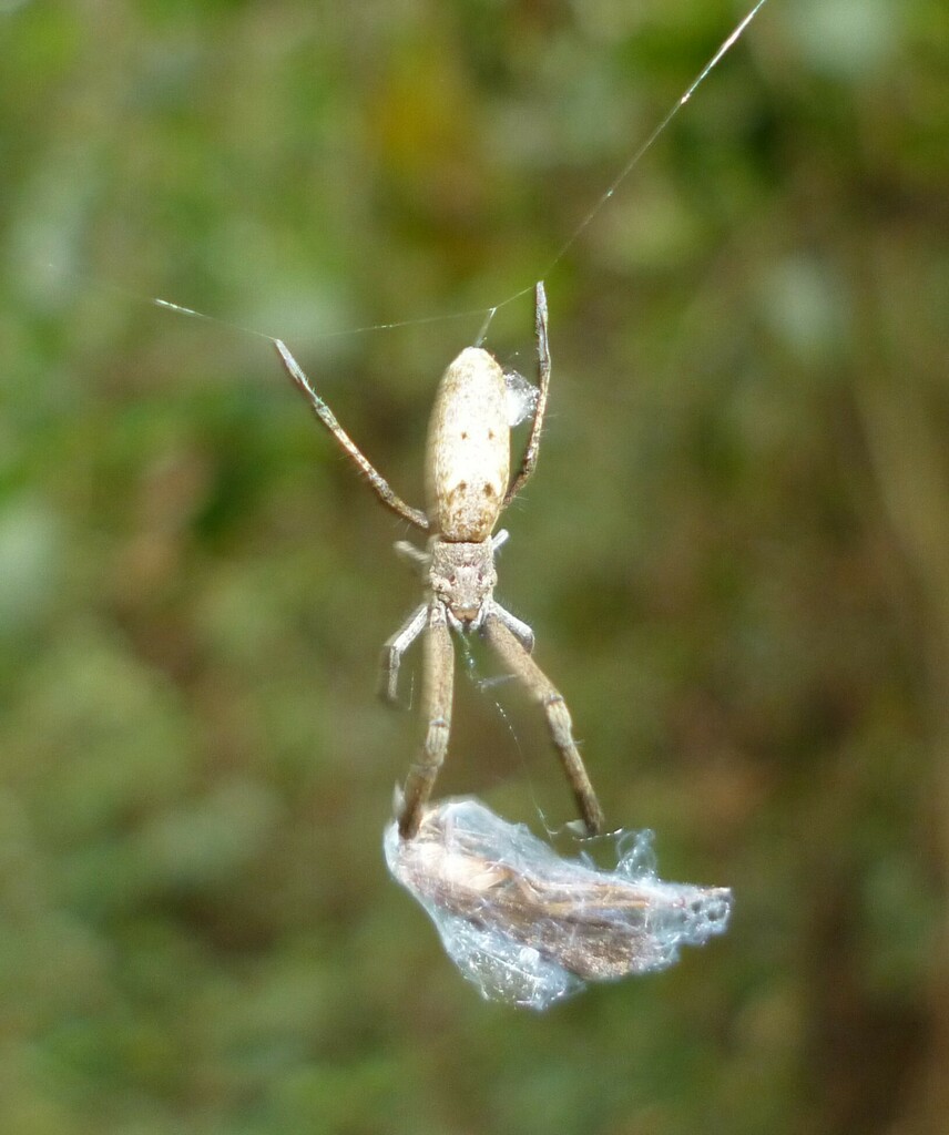 Feather-legged Spiders in October 2020 by geffc · iNaturalist