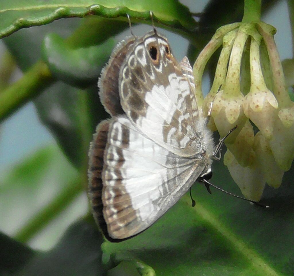 Transparent 6-line Blue from Watsonville QLD 4887, Australia on ...