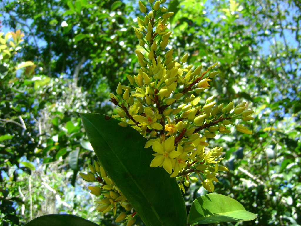 Ouratea from Linhares, ES, Brasil on September 03, 2012 at 12:51 PM by ...