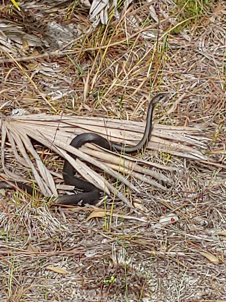 Southern Black Racer from Stuart, FL, USA on November 28, 2022 at 02:10 ...