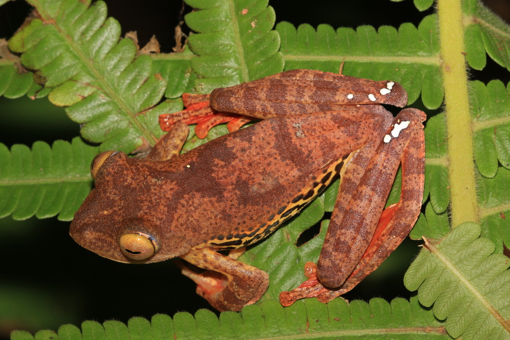 Harlequin Tree Frog from Lahad Datu, Sabah, Malaysia on July 14, 2018 ...