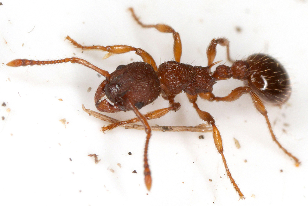Myrmica specioides from Leibnitz, Österreich on October 08, 2022 at 07:09 PM by gernotkunz. T21 ...